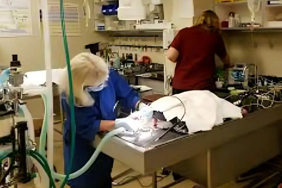 Rejensa For Dogs: A Comprehensive Guide To Joint Health And Relief